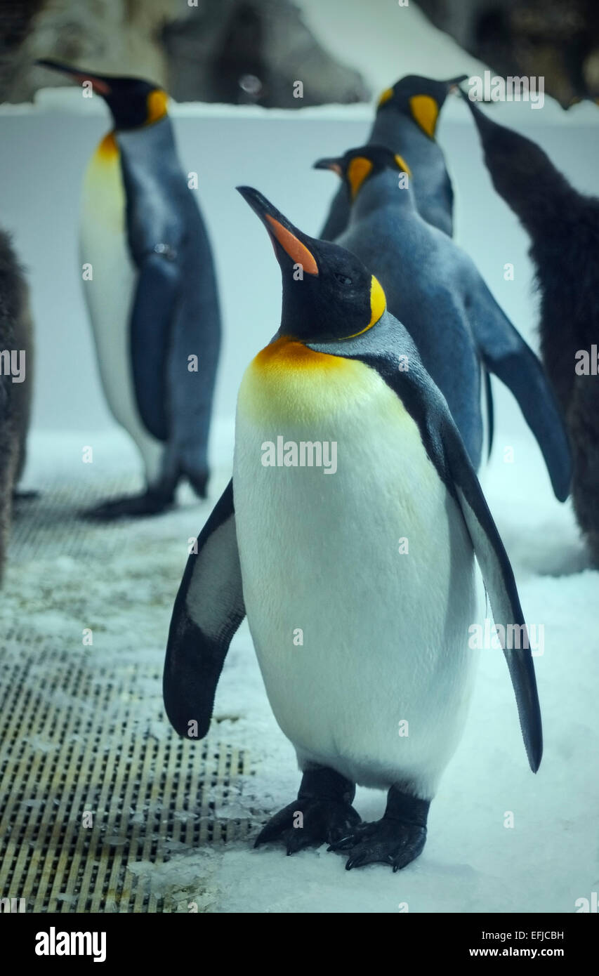 Happy feet penguin hi-res stock photography and images - Alamy