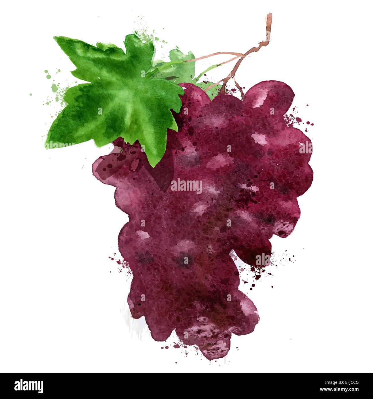 Red grapes illustration Cut Out Stock Images & Pictures - Alamy