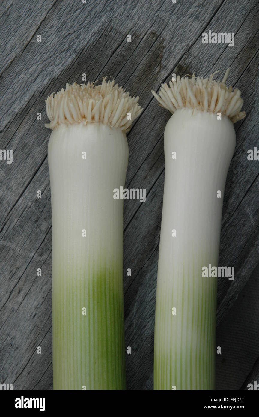 Organic green onions Stock Photo - Alamy