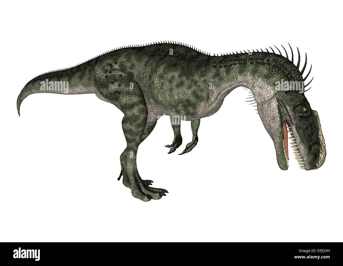3D digital render of a curious dinosaur Monolophosaurus looking down ...