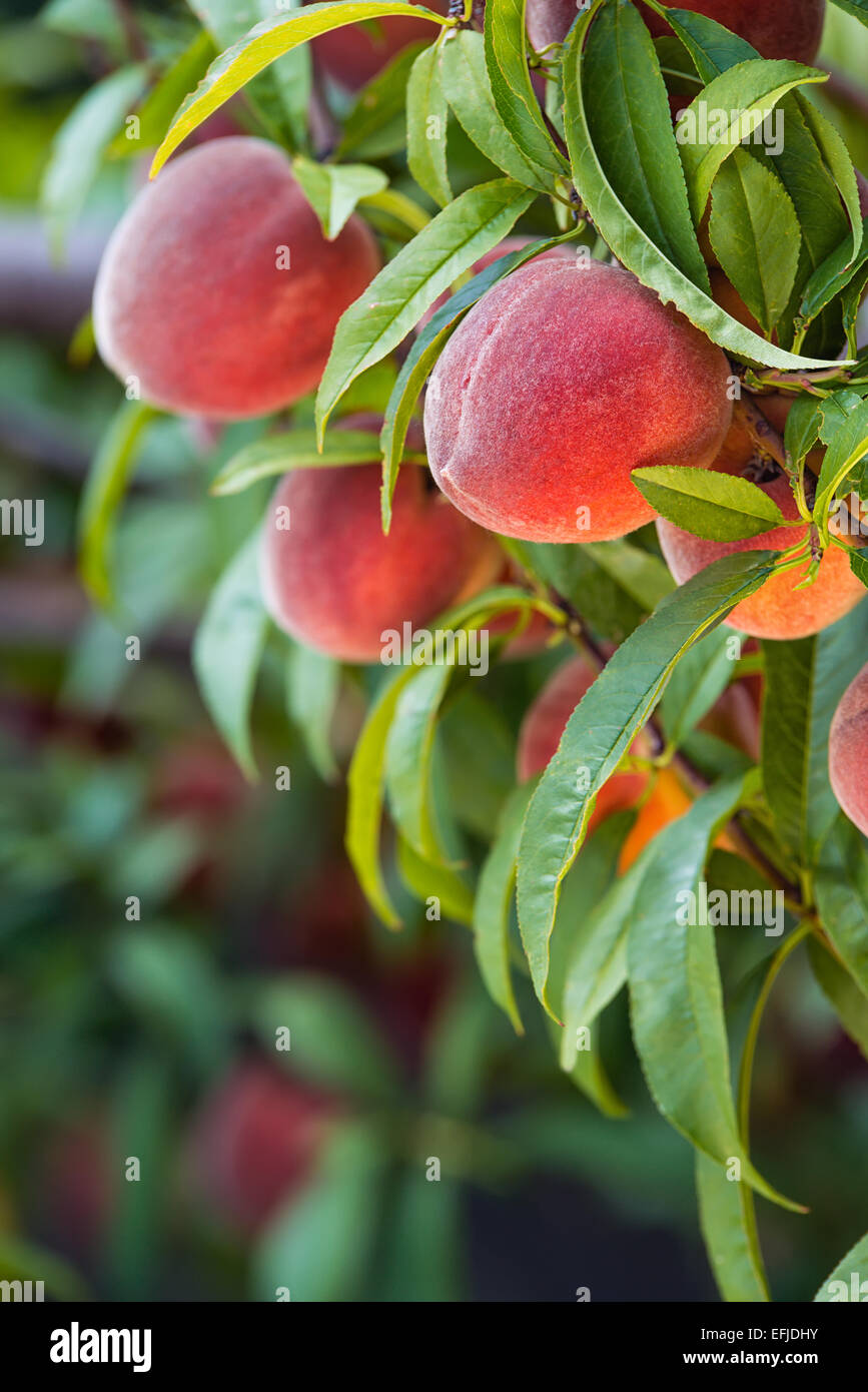 Peach tree hi-res stock photography and images - Alamy