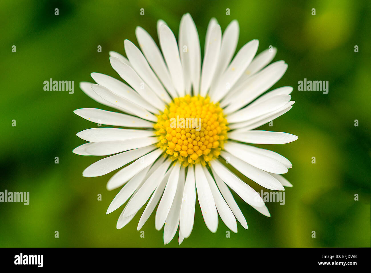 Bellis perennis is a common European species of daisy Stock Photo - Alamy