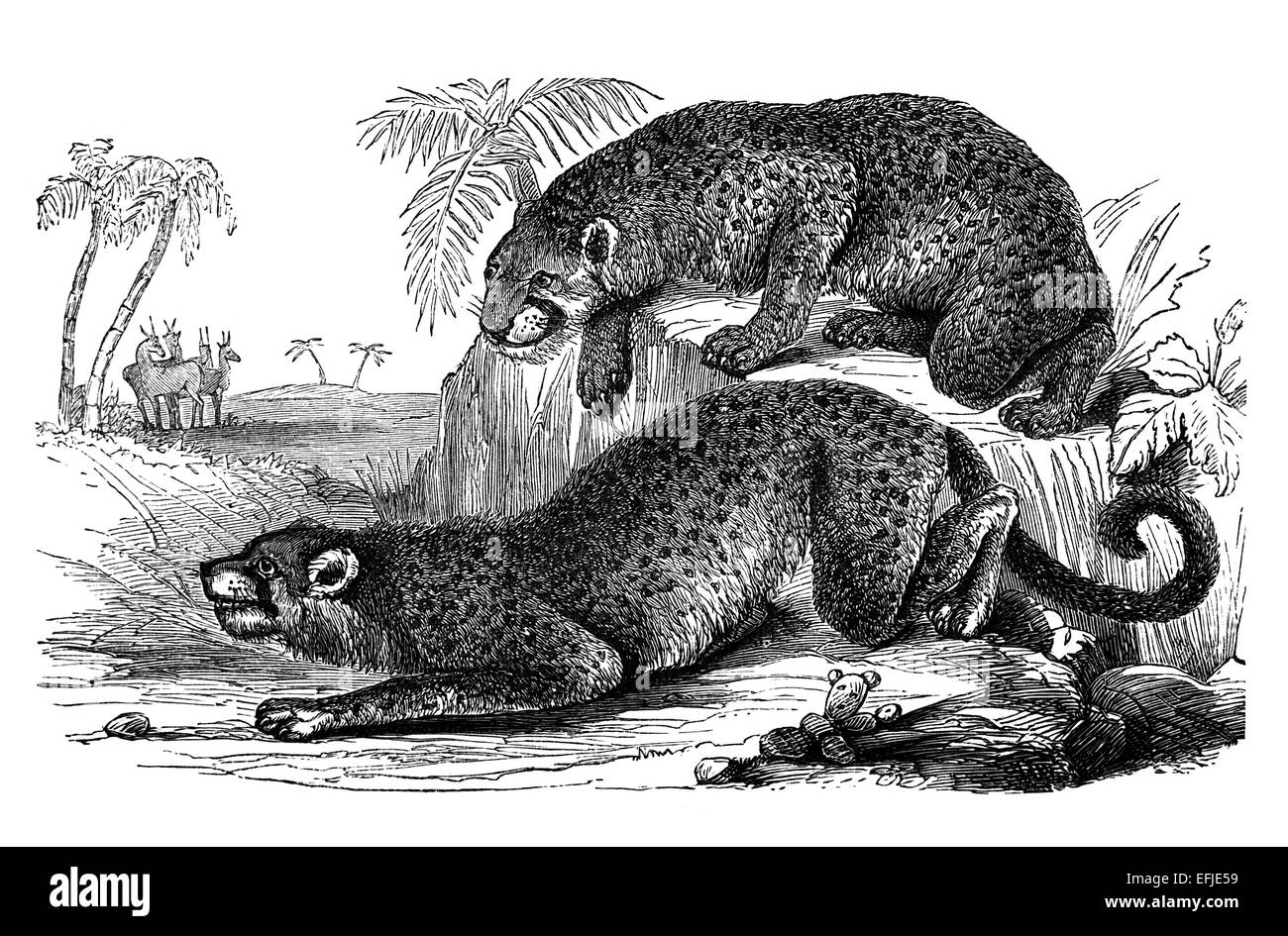 19th century zoology Cut Out Stock Images & Pictures - Alamy