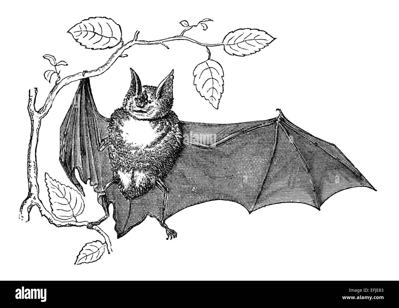 Antique drawing bat hi-res stock photography and images - Alamy