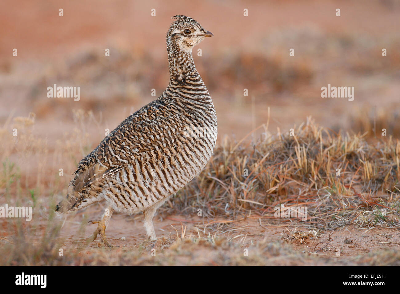 Lesser Prairie-Chicken - Tympanunchus pallidicinctus - female Stock ...