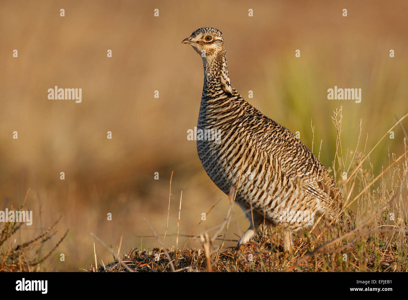 Lesser prairie chicken hi-res stock photography and images - Alamy