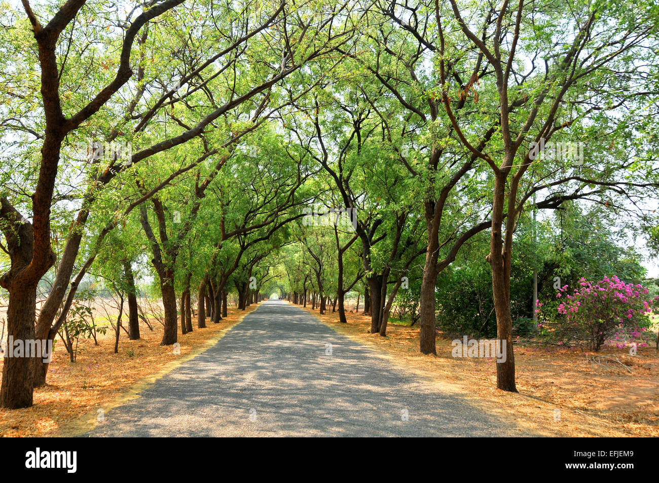 road scene Bagan Myanmar Stock Photo - Alamy