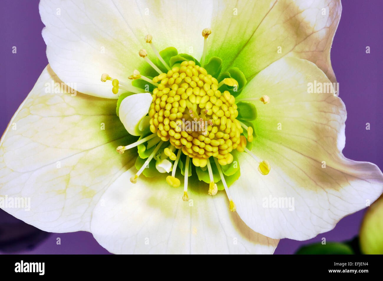 White spring flower hellebore Stock Photo - Alamy