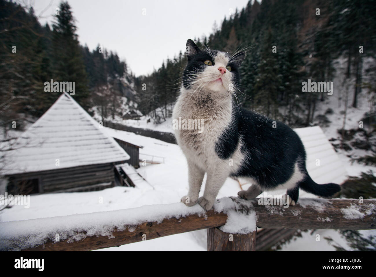 cat in front of the winter cottage in the mountains in slovakia Stock ...