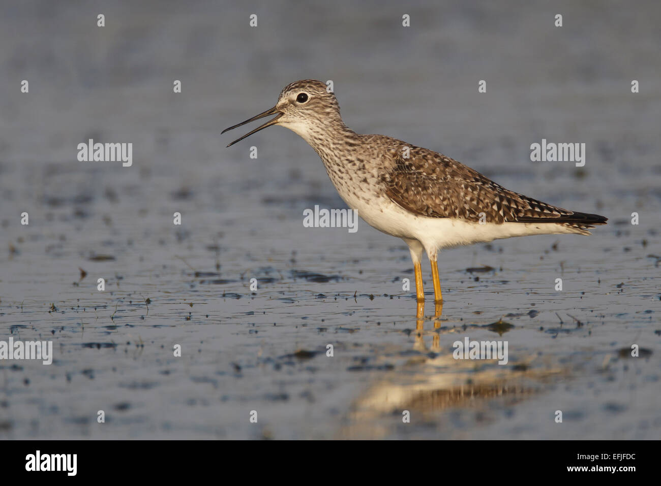 Lesser Yellowlegs - Tringa flavipes - breeding adult Stock Photo - Alamy