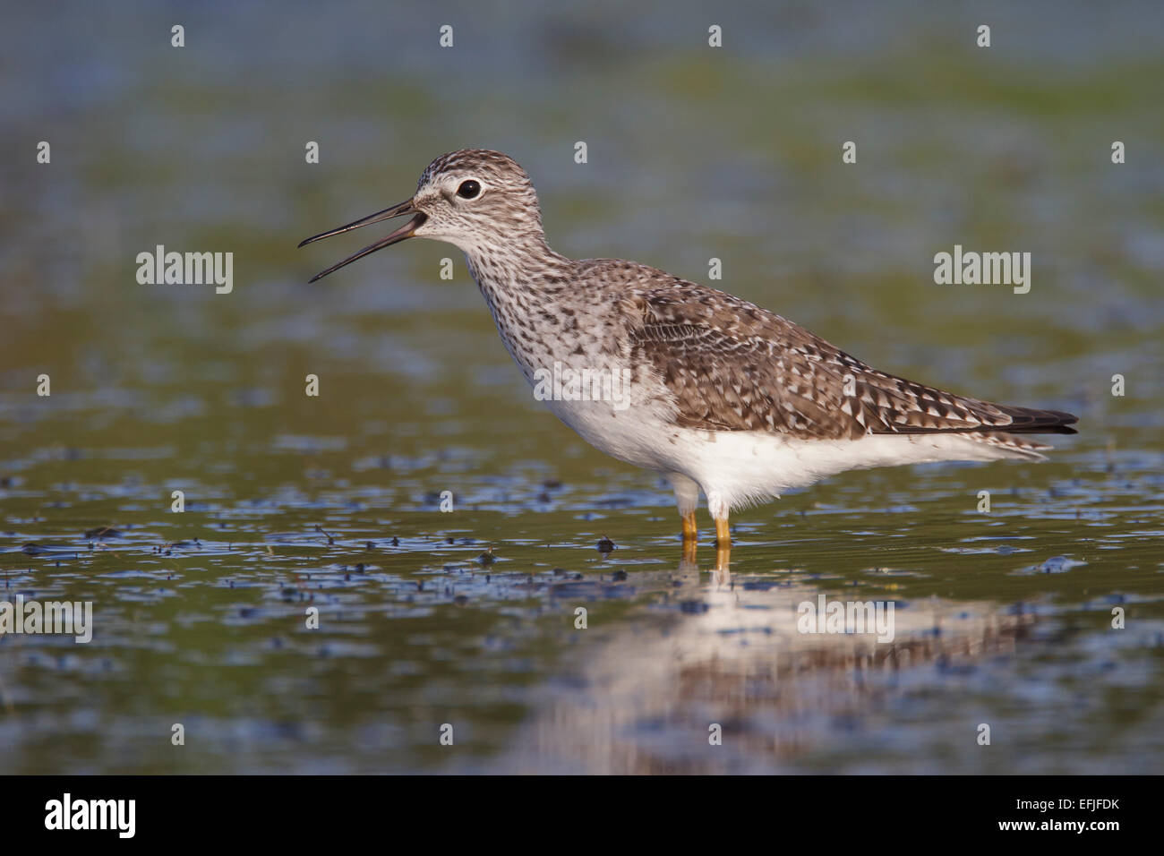 Lesser Yellowlegs - Tringa flavipes - breeding adult Stock Photo - Alamy