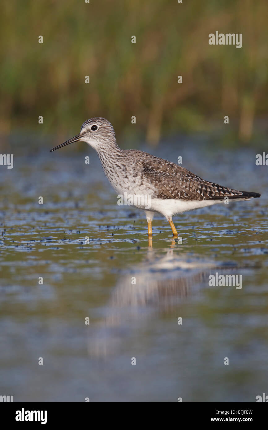 Lesser Yellowlegs - Tringa flavipes - breeding adult Stock Photo - Alamy