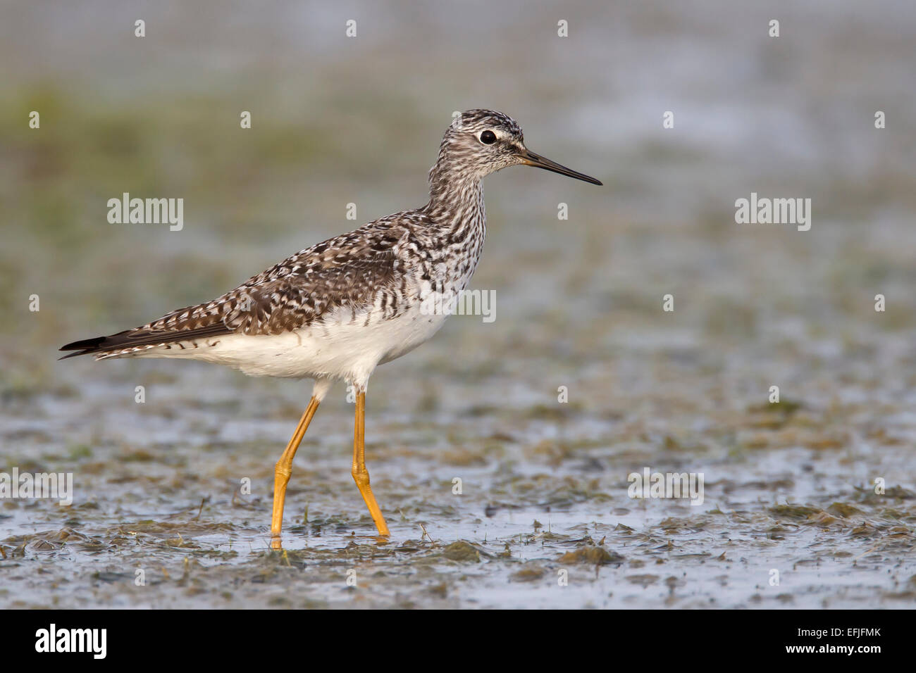 Tringa flavipes hi-res stock photography and images - Alamy