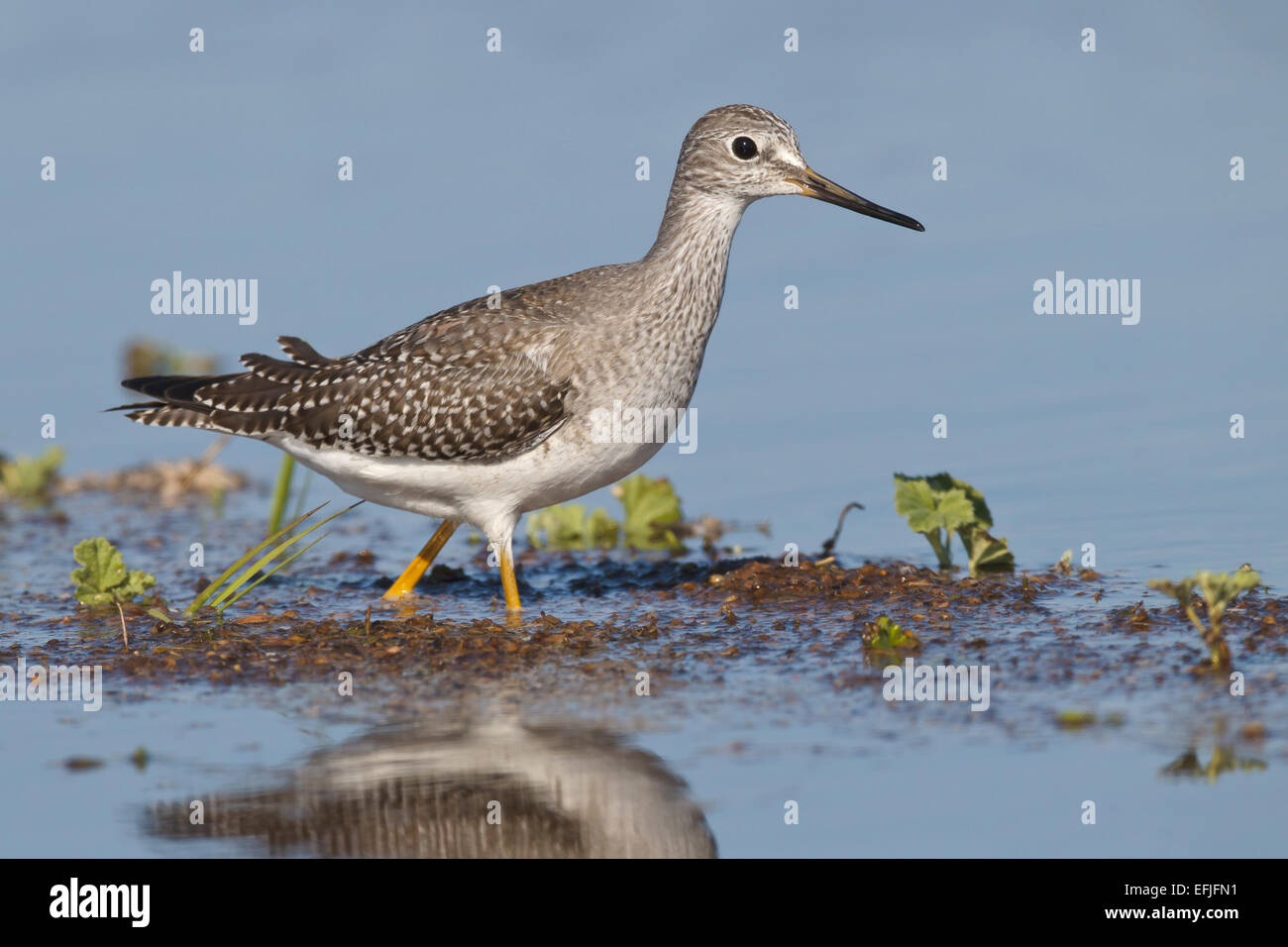 Lesser Yellowlegs - Tringa flavipes - juvenile Stock Photo - Alamy