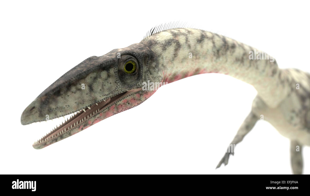 Coelophysis bauri, hi-res stock photography and images - Alamy