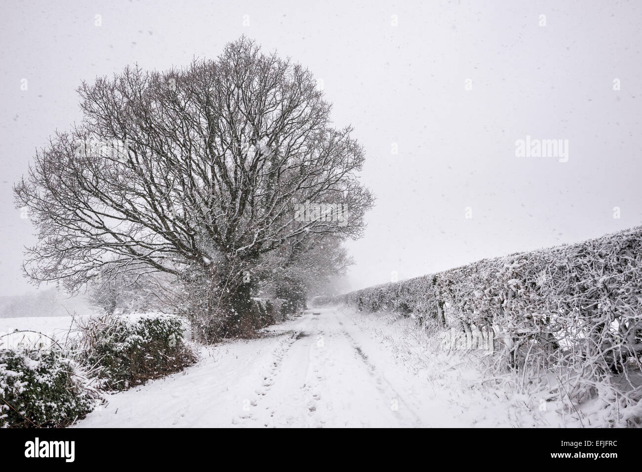 An English country lane on a snowy winter morning. Snow covered hedges ...