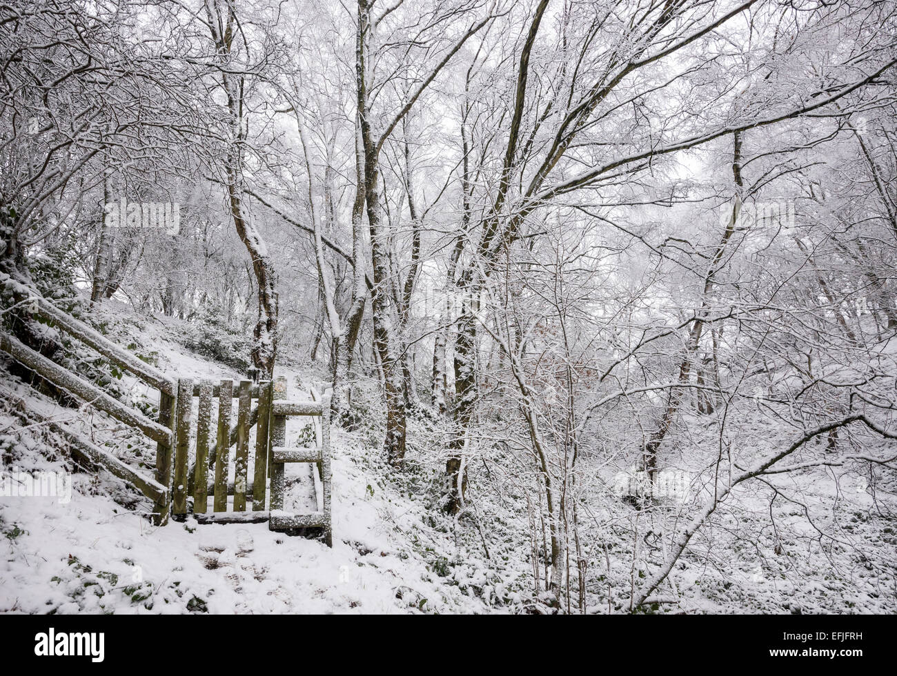 Enchanted Snow Scenes