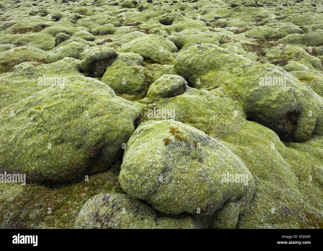 Moss covered stones, Eldhraun lava field, South Iceland, Iceland Stock ...