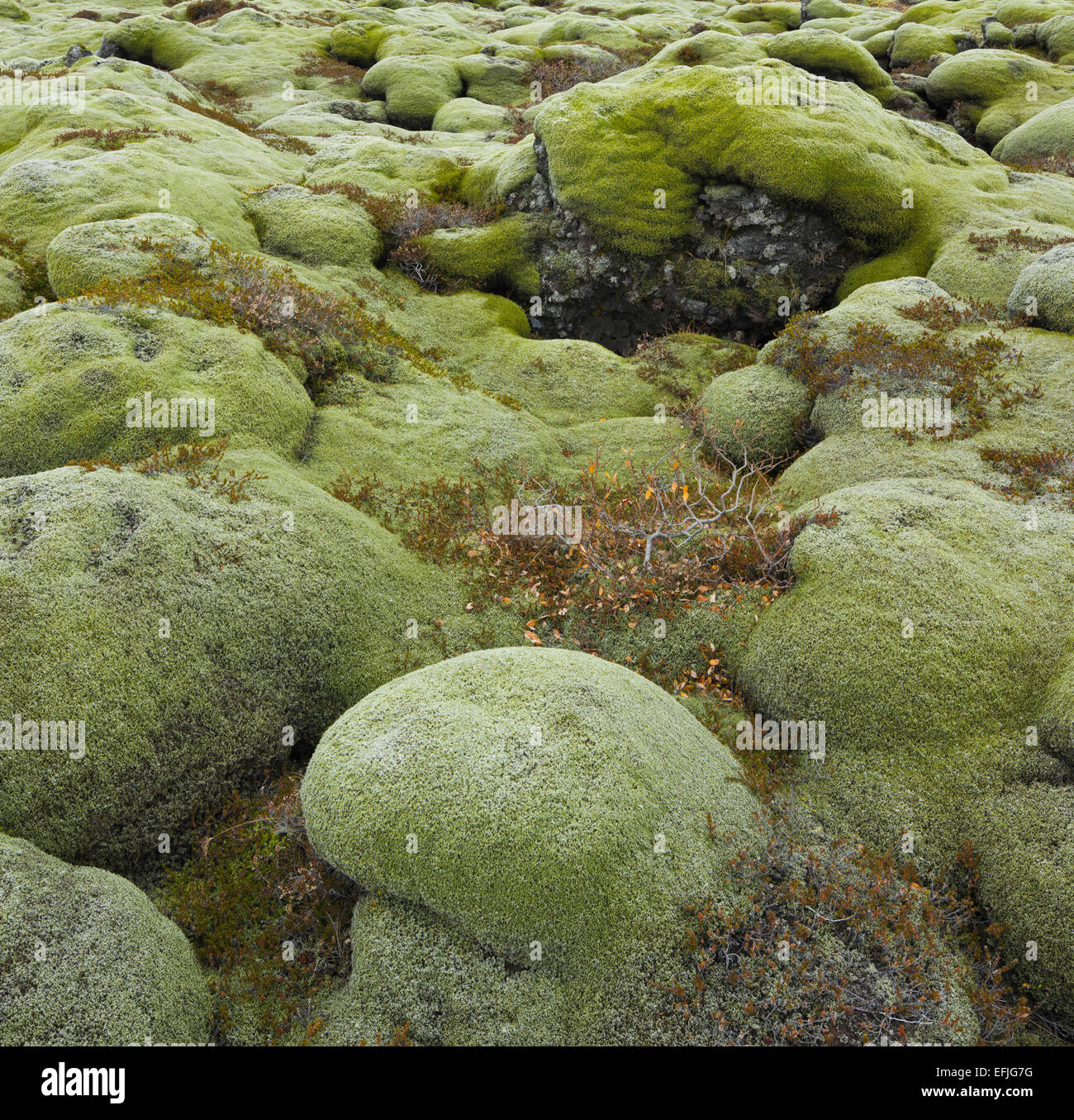 Moss covered stones, Eldhraun lava field, South Iceland, Iceland Stock ...