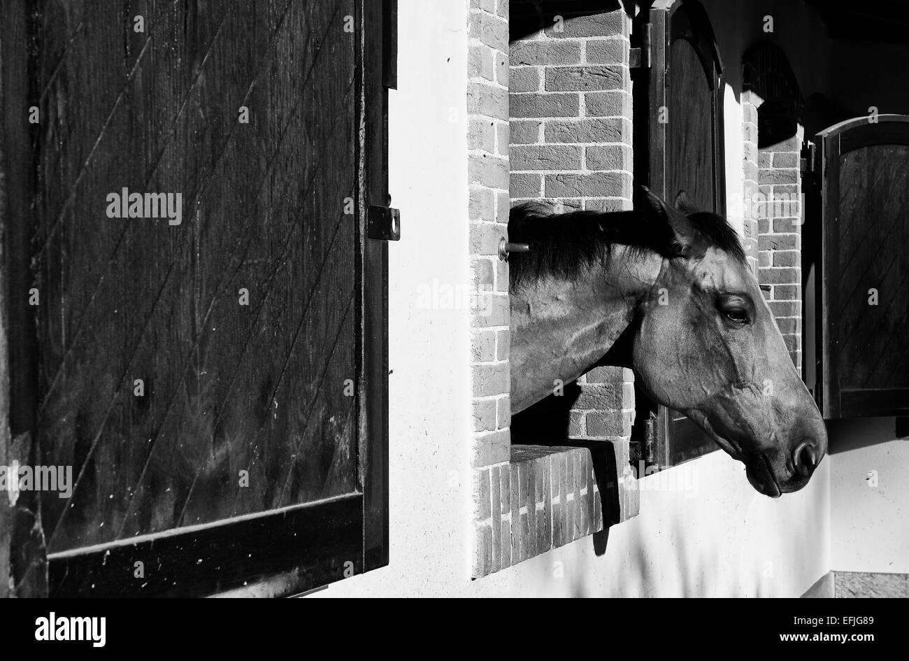 Stable Black and White Stock Photos & Images - Alamy