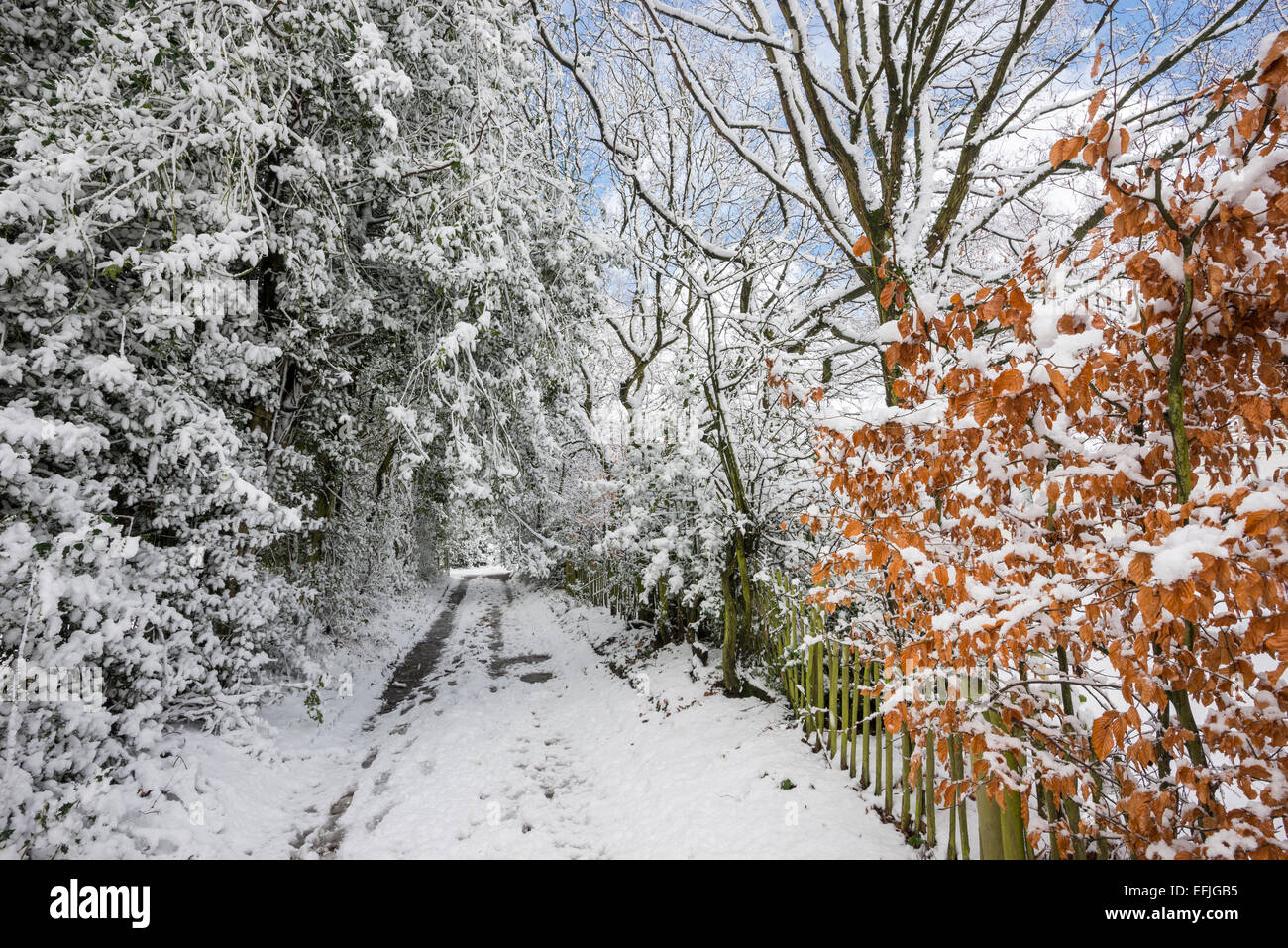 Heavy snow on an English country lane with colour from Beech leaves in ...