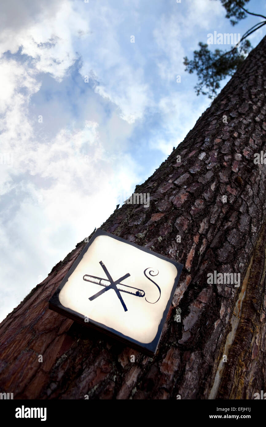 No smoking sign on a tree in the woods Stock Photo - Alamy