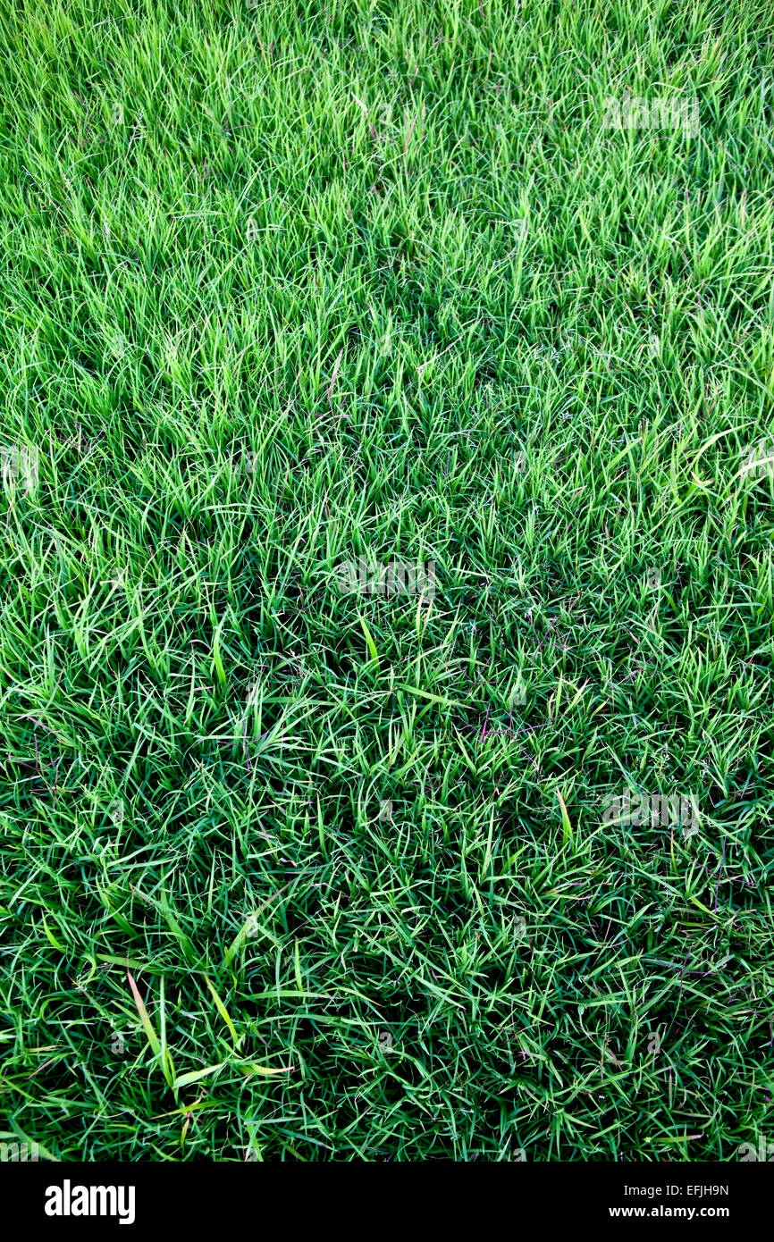 Grass background in a garden Stock Photo - Alamy