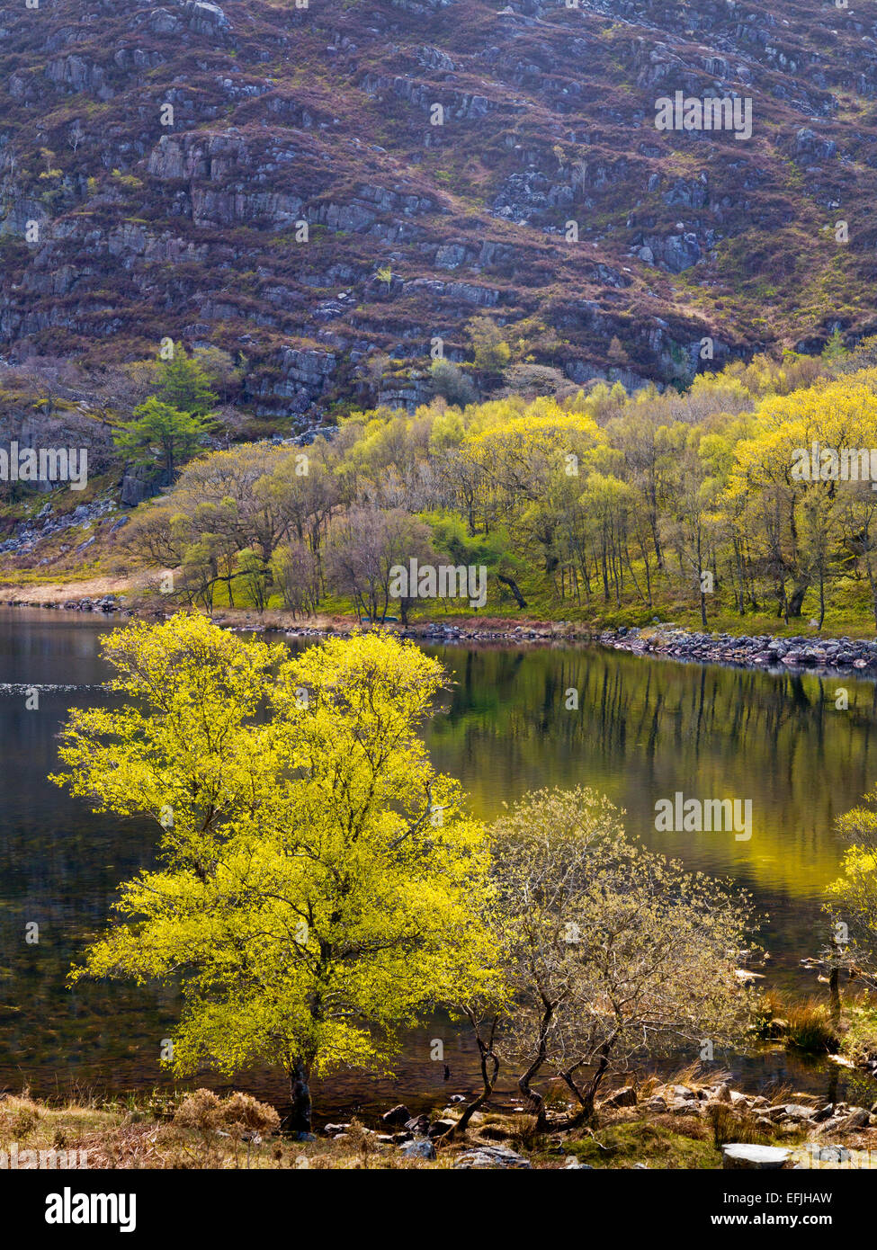 Trees in spring next to the lake at Carreg Y Saeth in Gwynedd Snowdonia ...