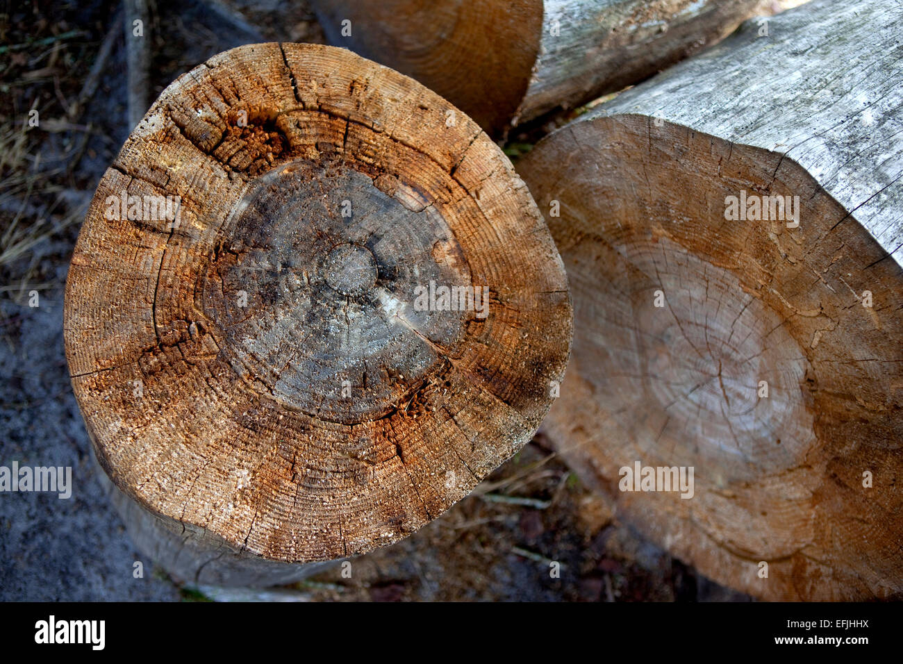 Tree trunks cut in the forest Stock Photo - Alamy