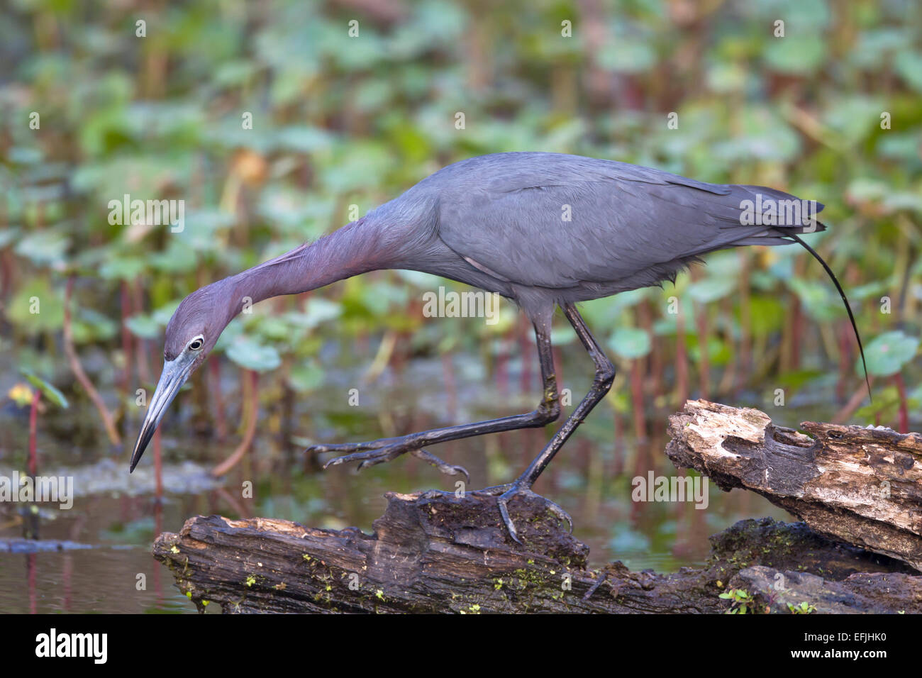 Little Blue Heron - Egretta caerulea Stock Photo - Alamy
