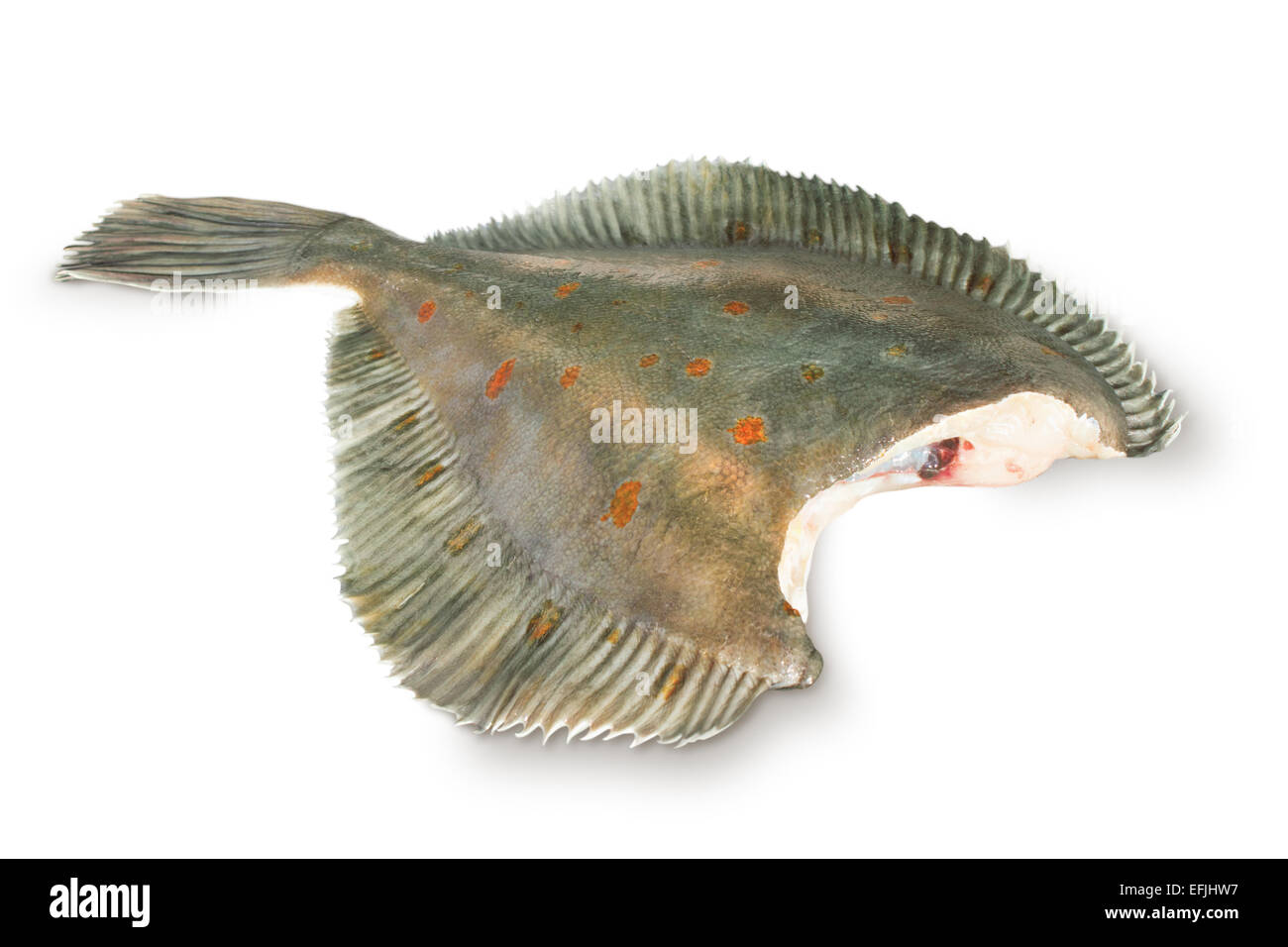 fresh raw plaice fishes on white background Stock Photo - Alamy