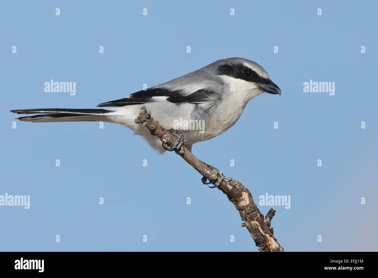 Loggerhead Shrike - Lanius ludovicianus Stock Photo - Alamy