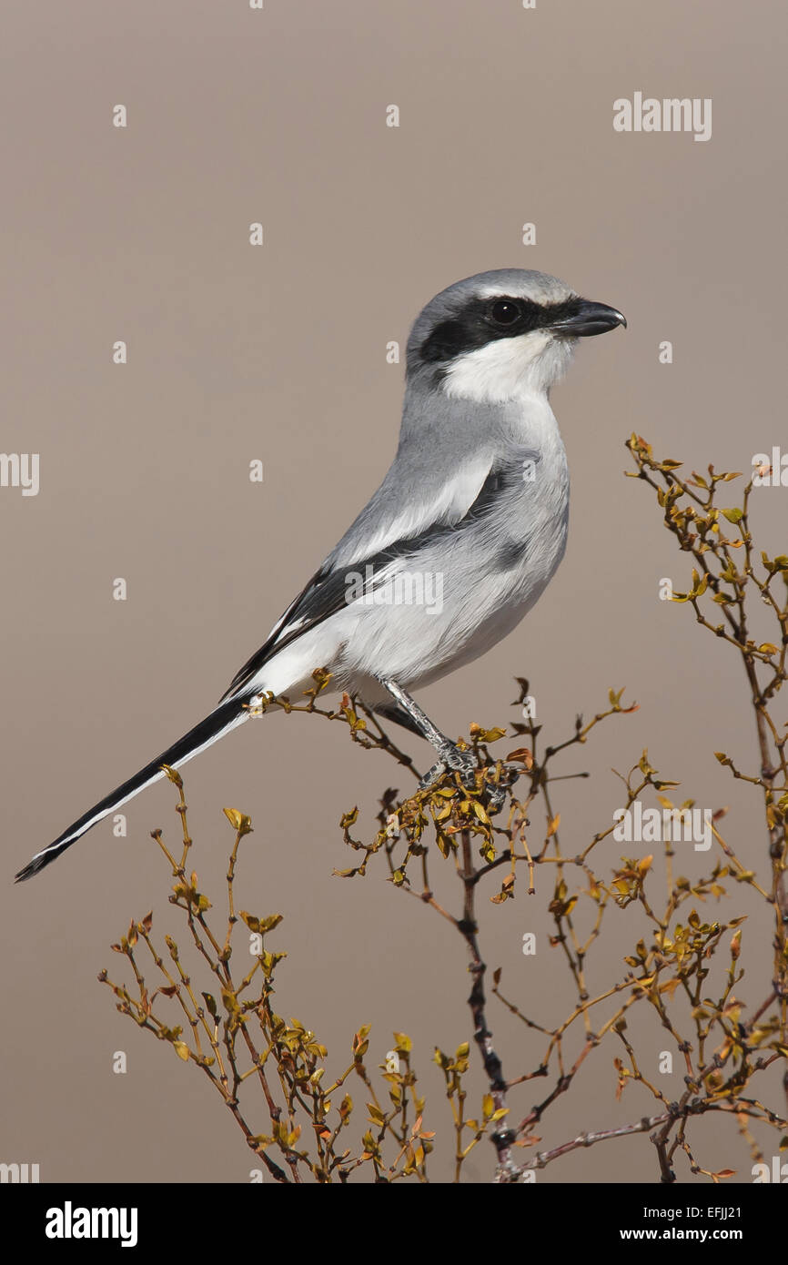 Loggerhead Shrike - Lanius ludovicianus Stock Photo - Alamy