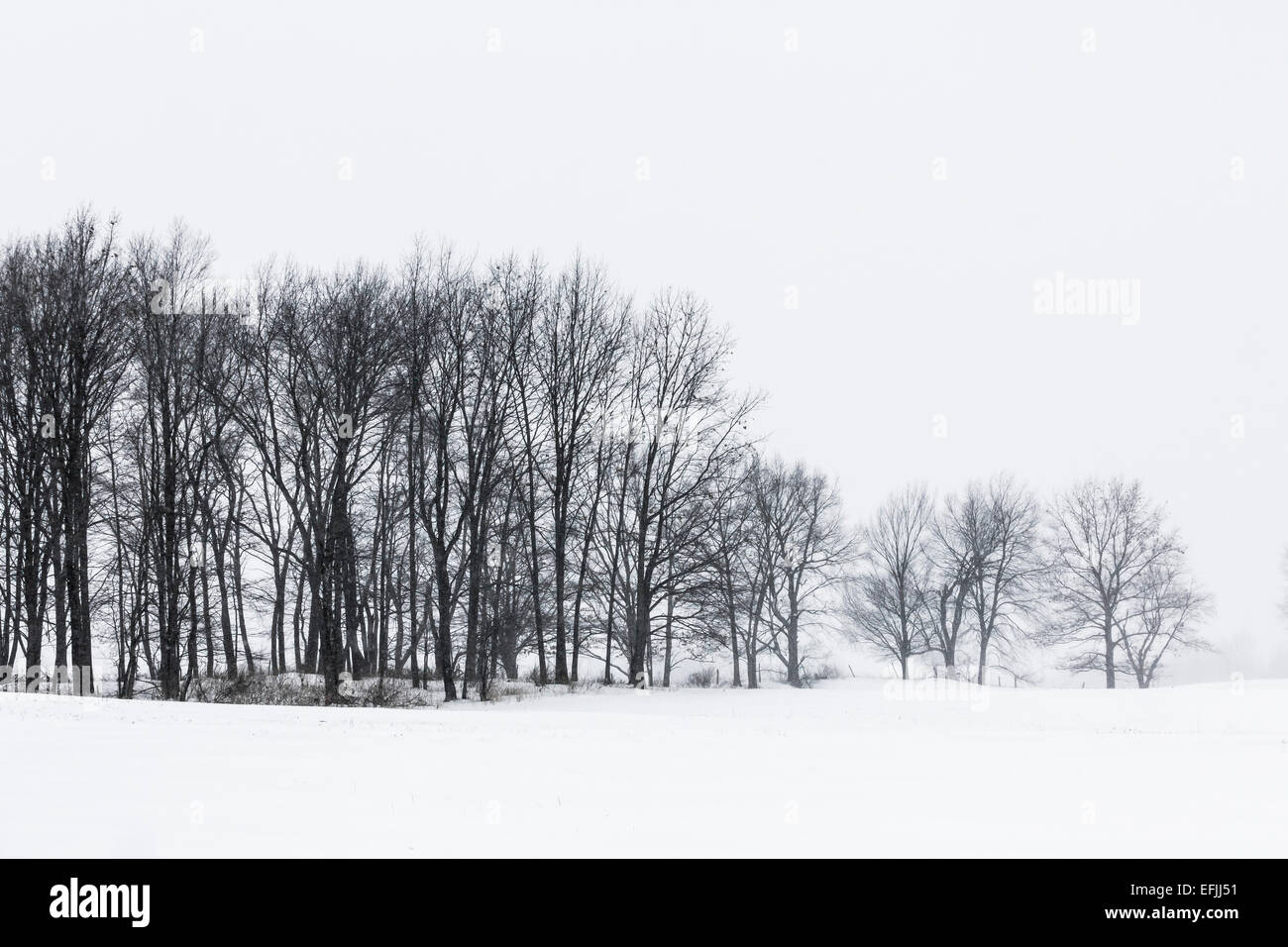 Trees along a snowy country road in the rural farm landscape of central ...