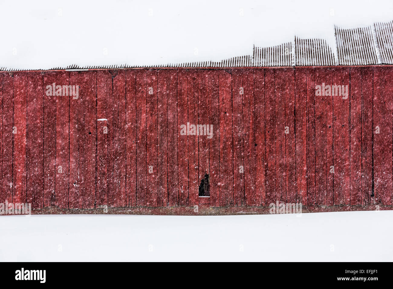 Red barn building in falling snow in the rural farm landscape of ...