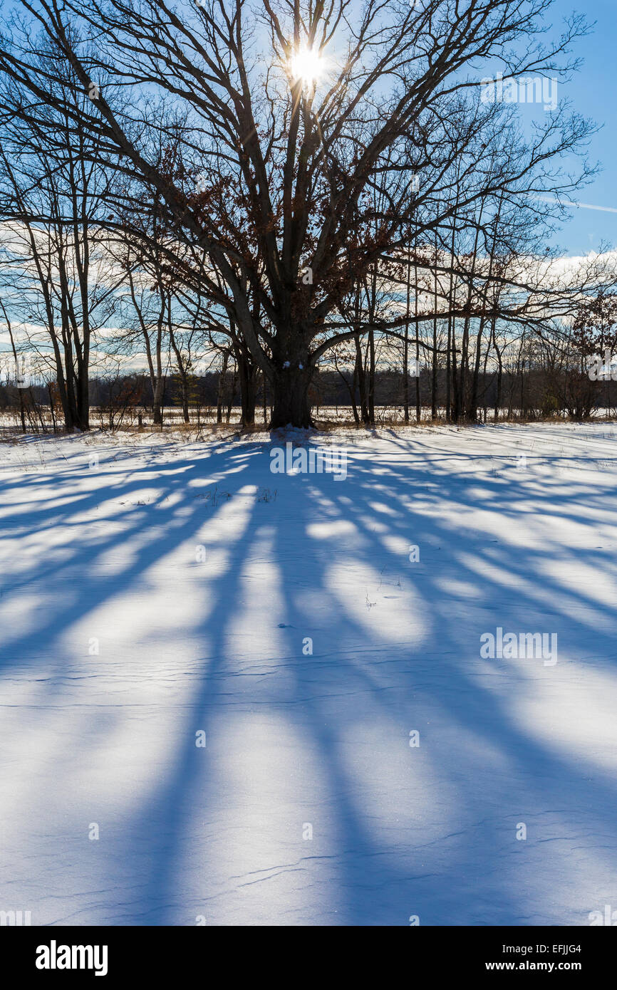 Shadows of a large, spreading oak tree in winter crossing a farm field ...