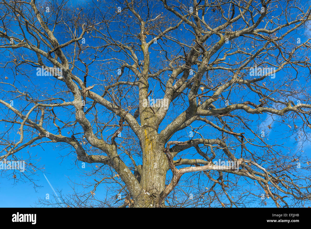 Bare branches of a White Oak, Quercus alba, in the farm country near ...