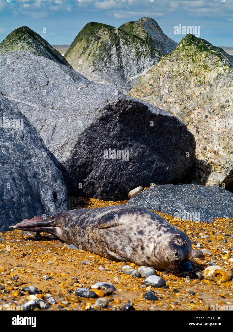 Grey seal Halichoerus grypus on Horsey Beach near the Norfolk Broads on ...