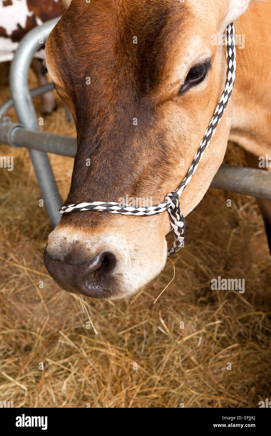 Head of a cow in a barn Stock Photo - Alamy