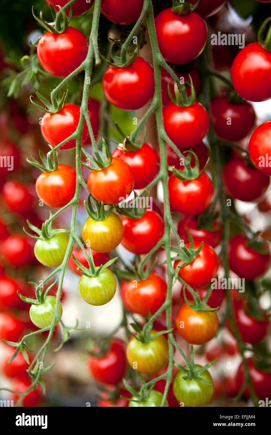 Tomato bunch hi-res stock photography and images - Alamy
