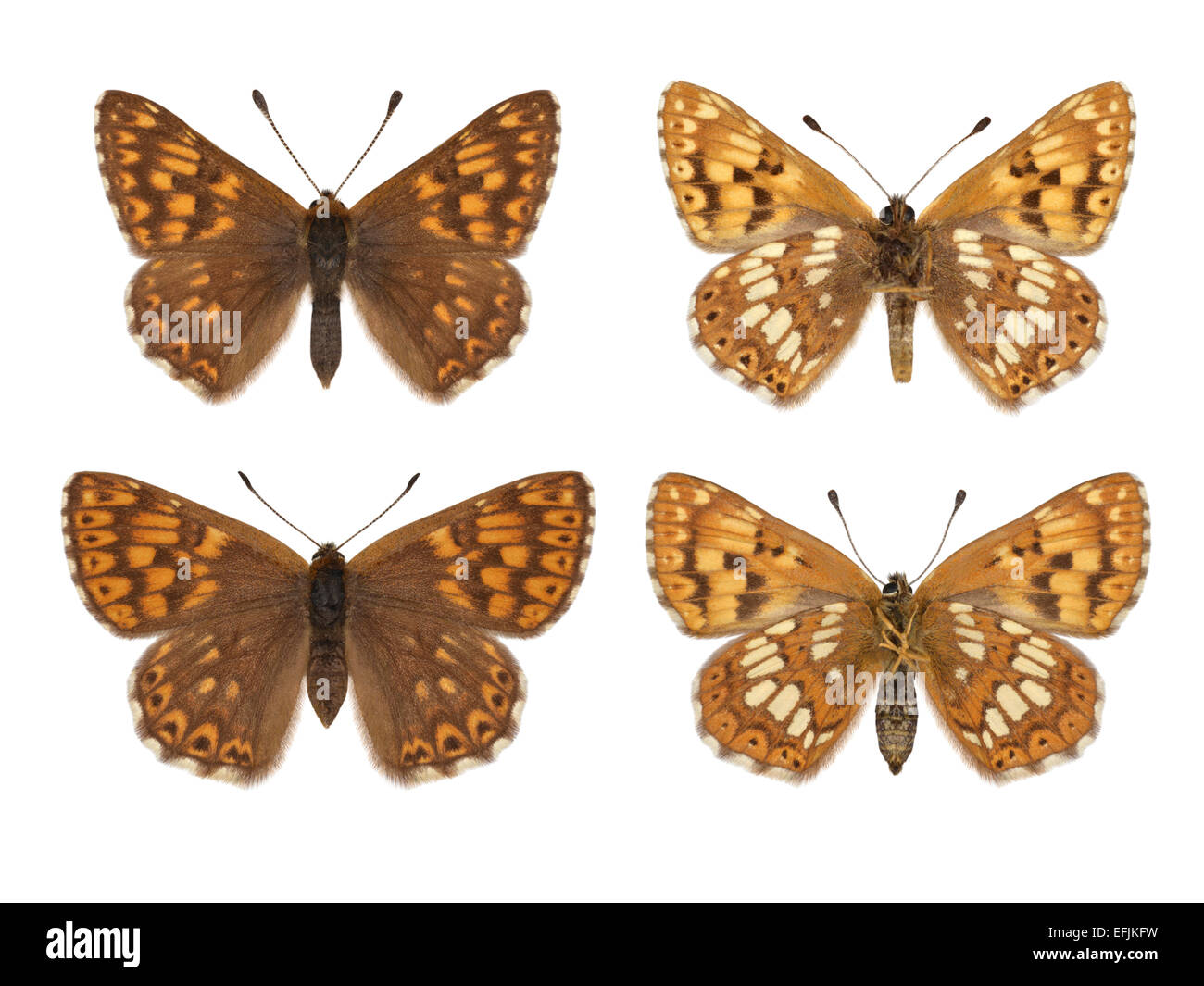 Duke of Burgundy - Hamearis lucina - male (top row) - female (bottom ...