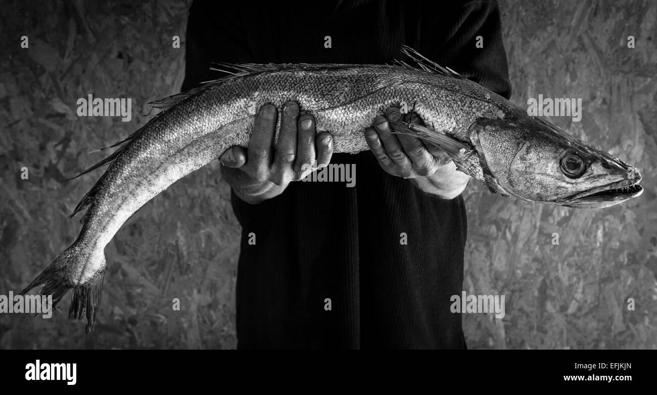 Hake hi-res stock photography and images - Alamy