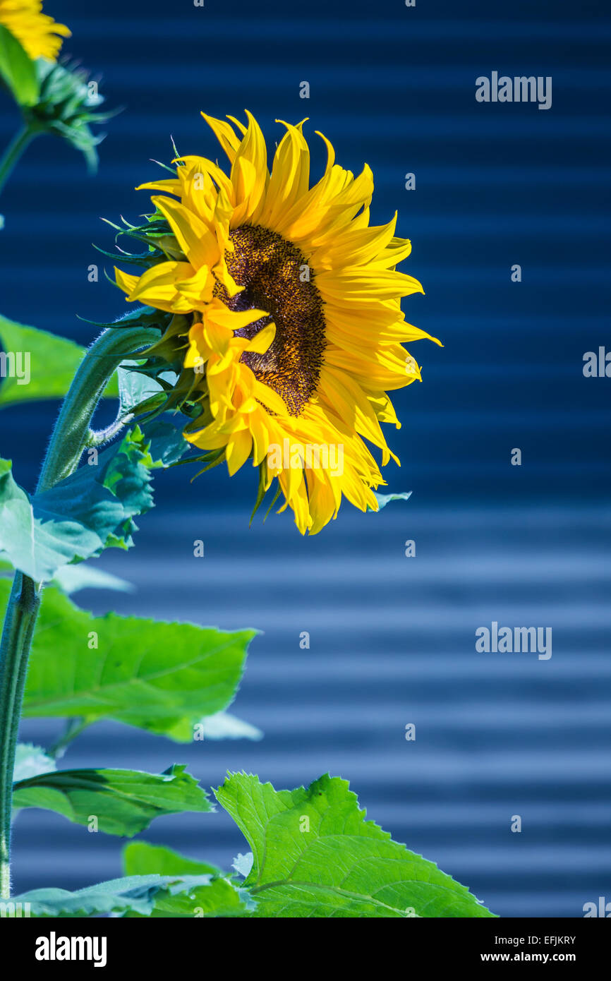 Summit garden hi-res stock photography and images - Alamy