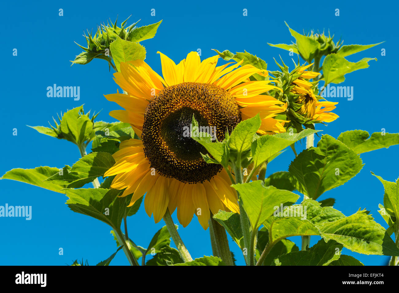 Summit garden hi-res stock photography and images - Alamy