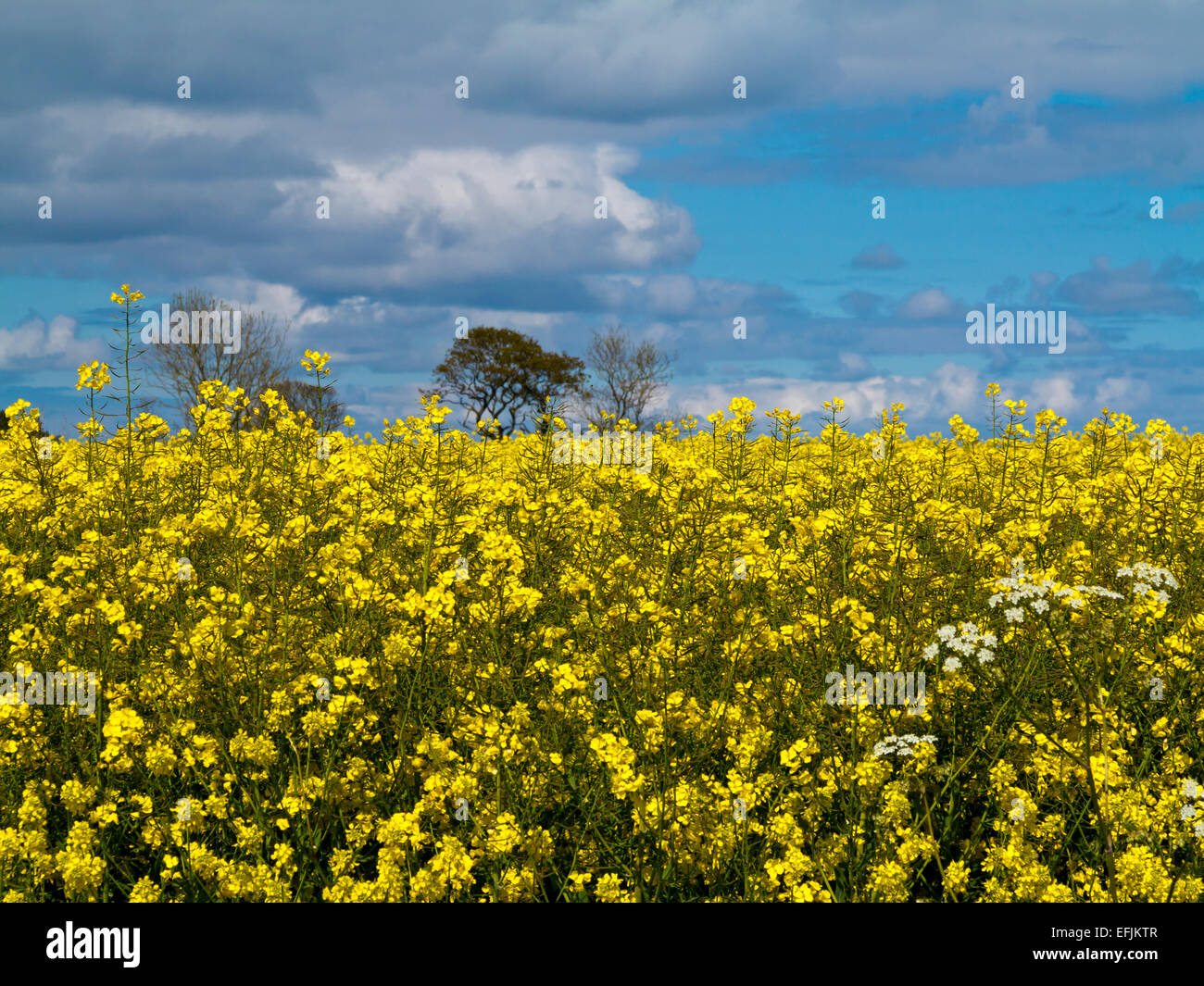 Field of oilseed rape growing on a farm in Norfolk England UK in May ...