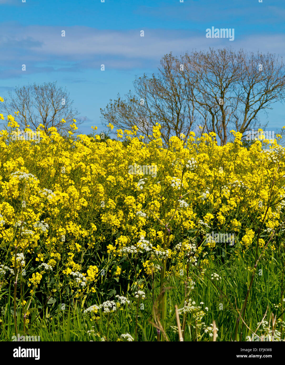 Field of oilseed rape growing on a farm in Norfolk England UK in May ...