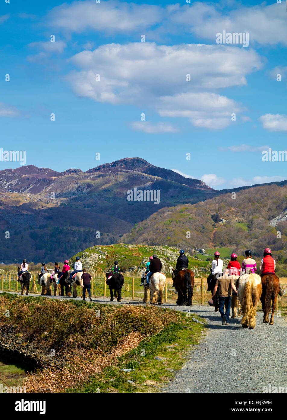 Group of pony trekkers on horseback on path on Mawddach Estuary near ...