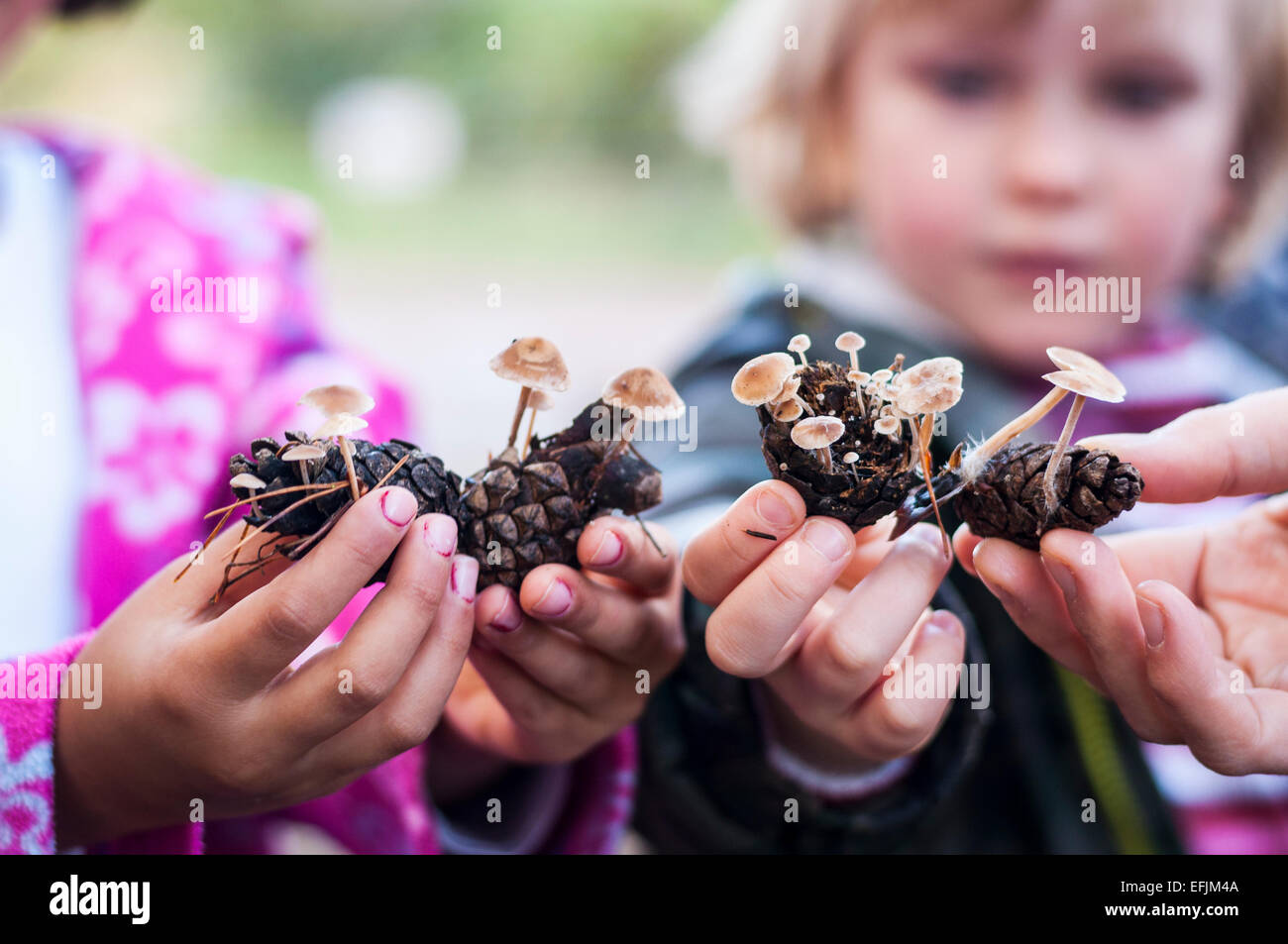 Conifercone Cap High Resolution Stock Photography and Images - Alamy