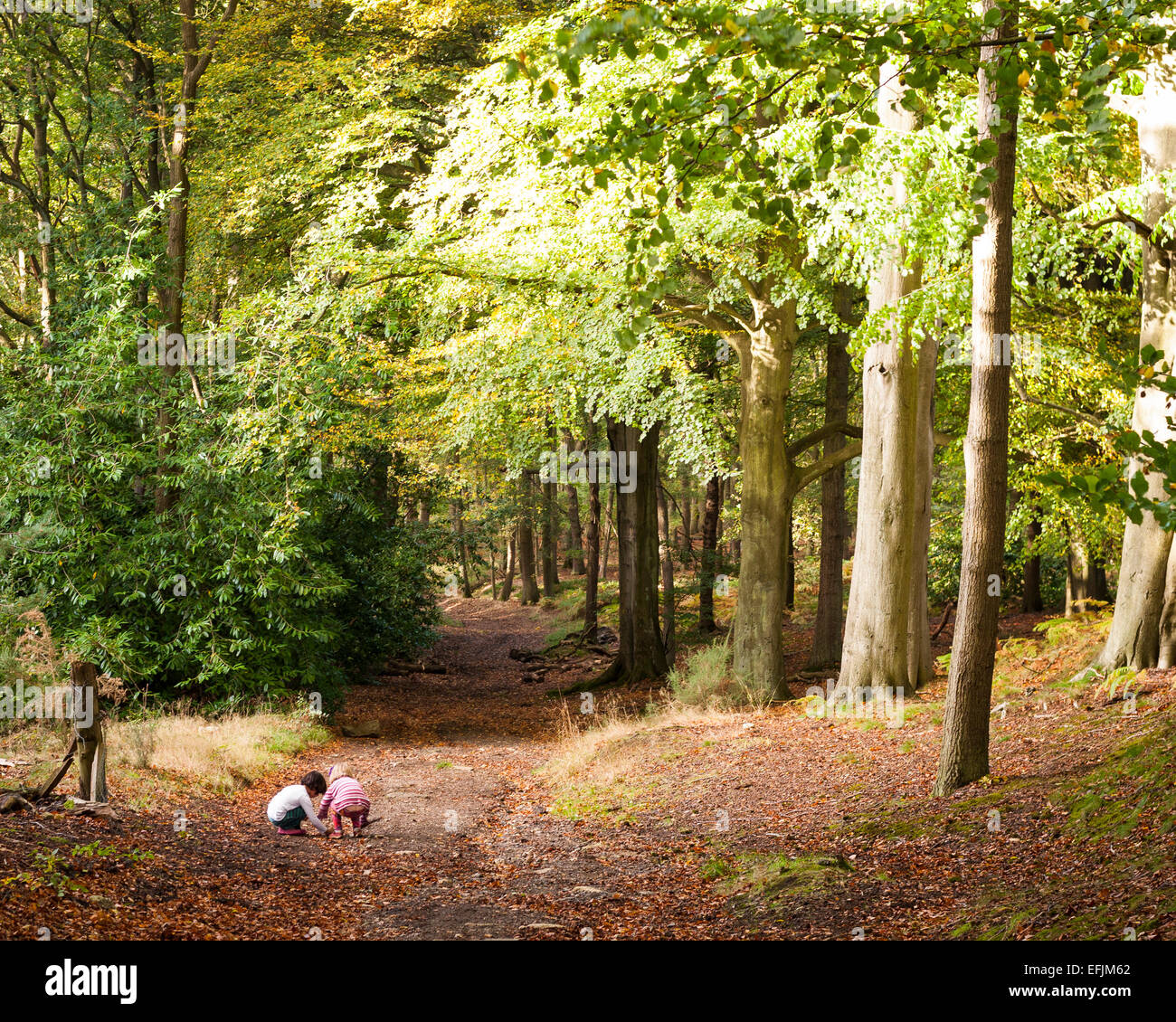 Children playing in Aspley woods, near Milton Keynes Stock Photo - Alamy