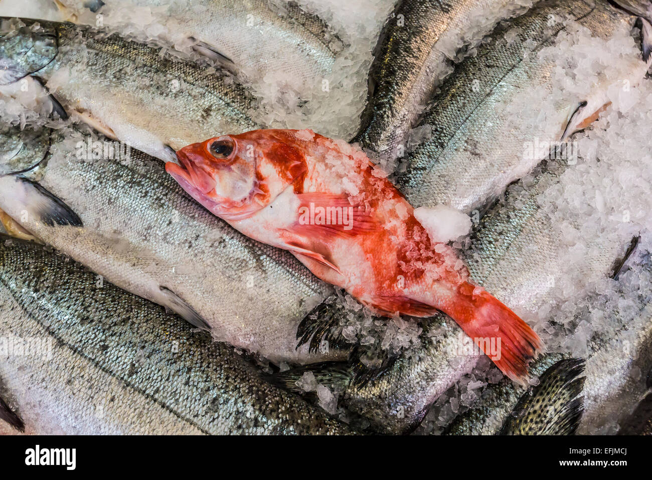 Red snapper and salmon for sale in the Pike Place Market, Seattle ...
